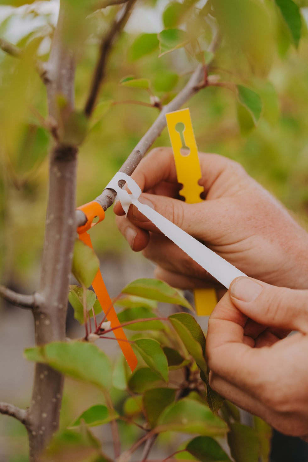 Lock Tags – Snap Fit Plant ID – Tri Sales
